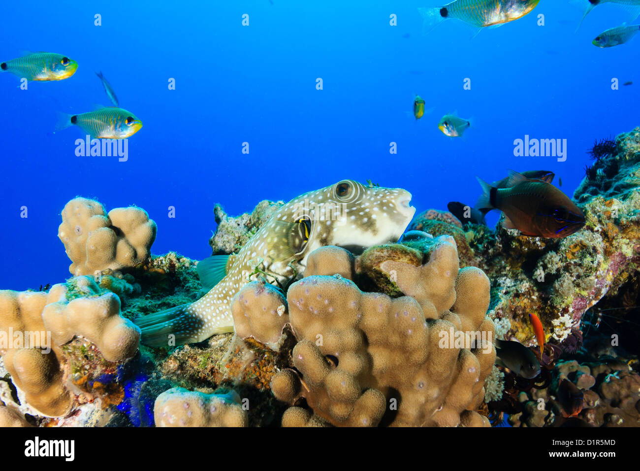 Giant pufferfish swimming on reef hi-res stock photography and images ...