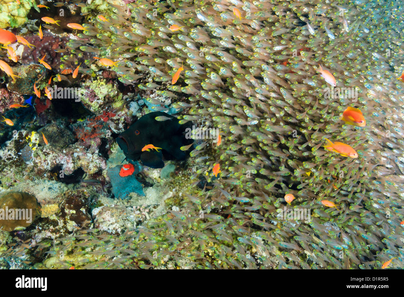 A black grouper and hundreds of glassfish around a coral pinnacle Stock ...