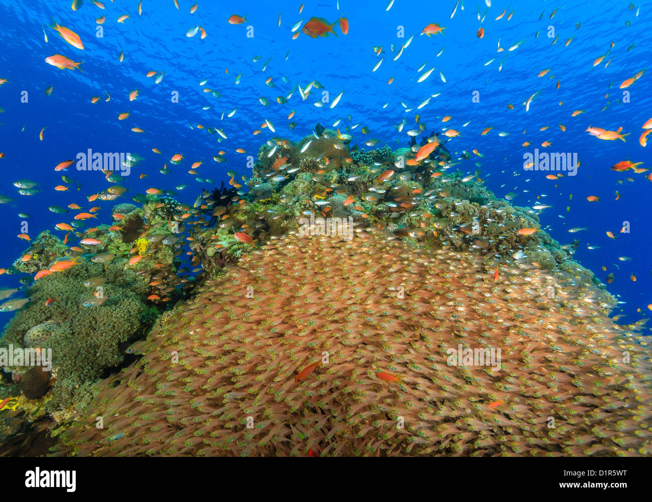 A large school of glassfish and anthias on a coral reef Stock Photo - Alamy