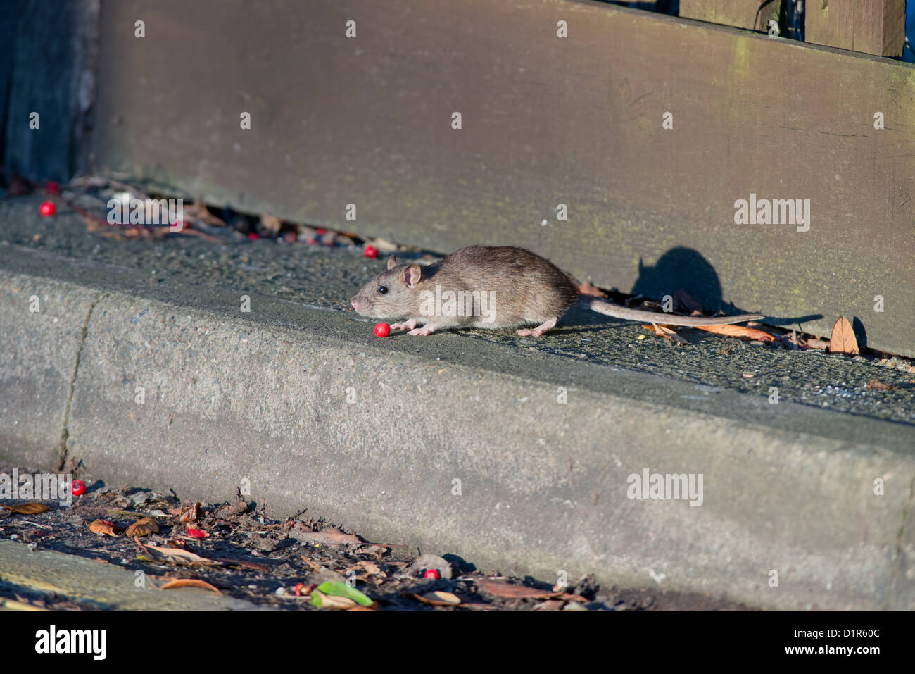 BROWN RAT, Rattus norvegicus. UK Stock Photo - Alamy