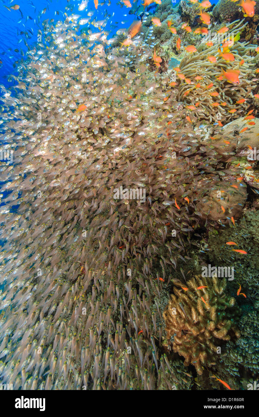 Shoal sweeper glassfish on tropical hi-res stock photography and images ...