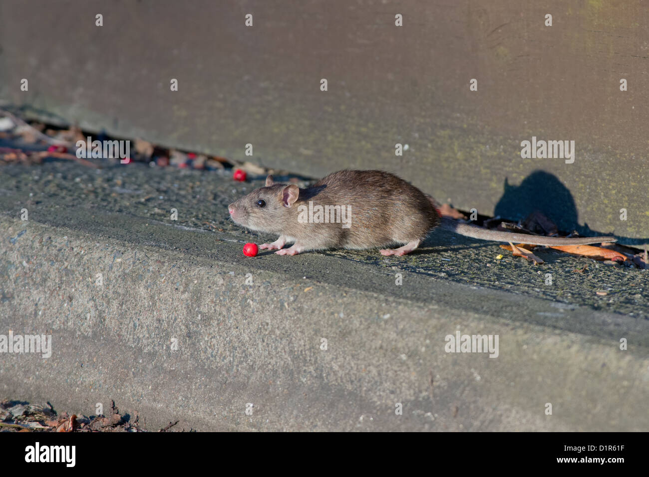 BROWN RAT, Rattus norvegicus. UK Stock Photo - Alamy