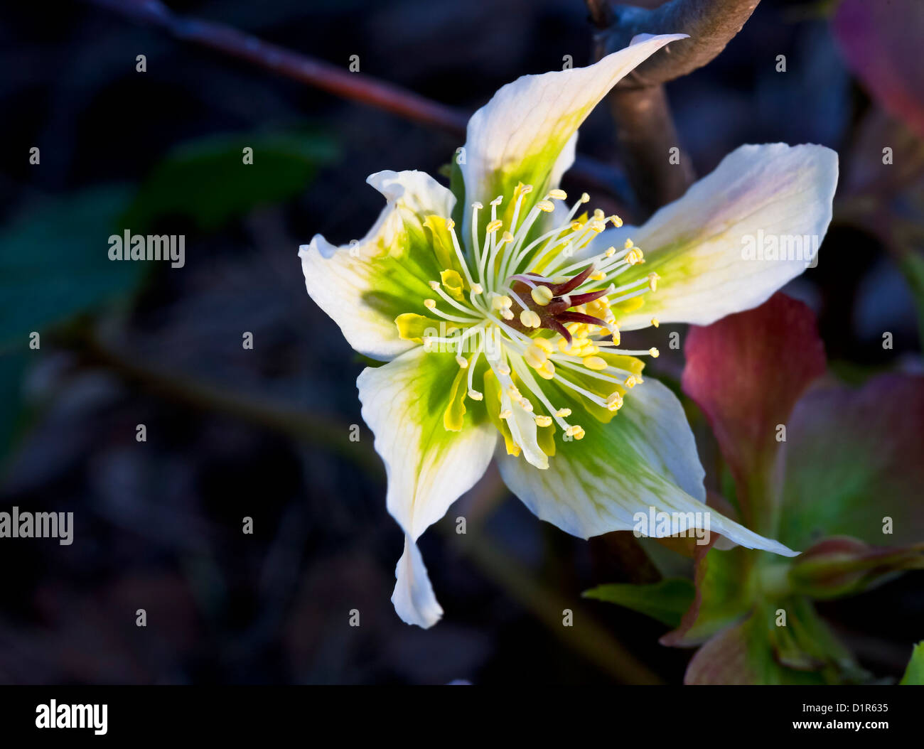 a white flowering hellebore against a dark plant background with bright ...