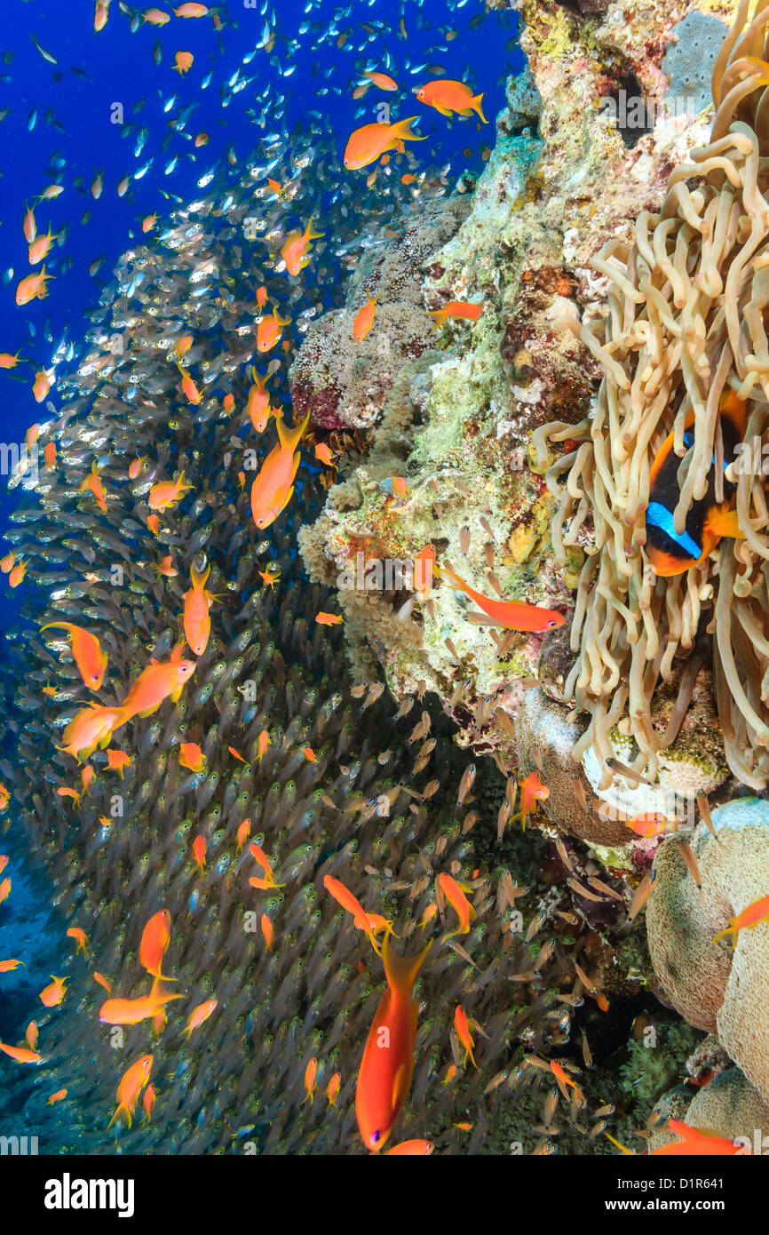 Coral pinnacle hi-res stock photography and images - Alamy