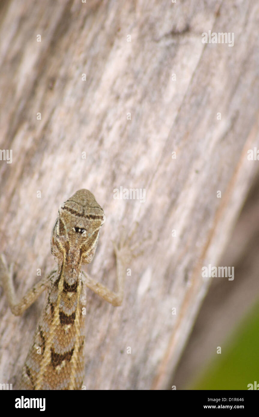 Lizard climbing a tree in the Baa Atoll Maldives Stock Photo - Alamy