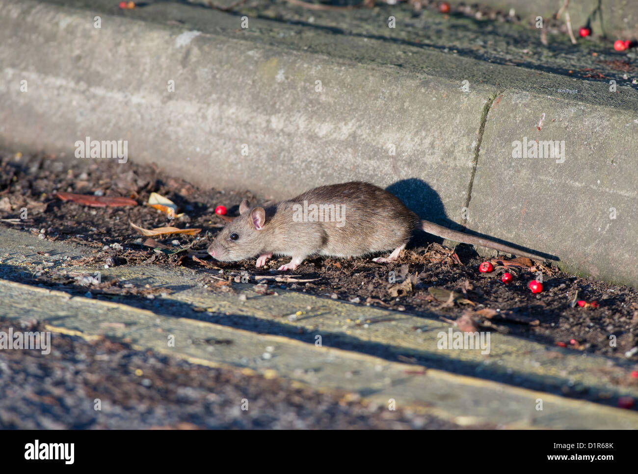 BROWN RAT, Rattus norvegicus IN SEARCH OF FOOD. UK Stock Photo - Alamy