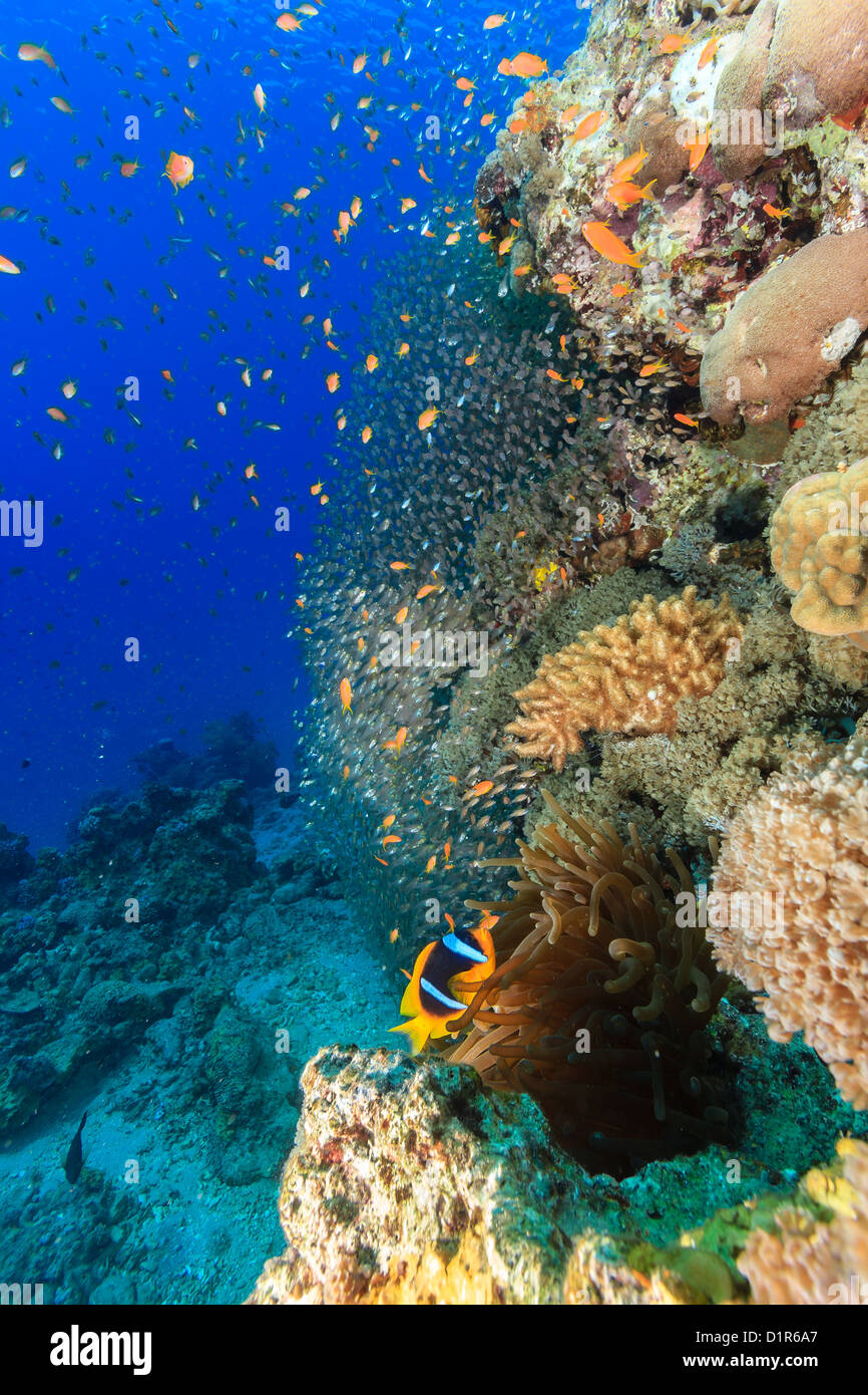 A clownfish and many tropical fish swim busily around a large coral ...