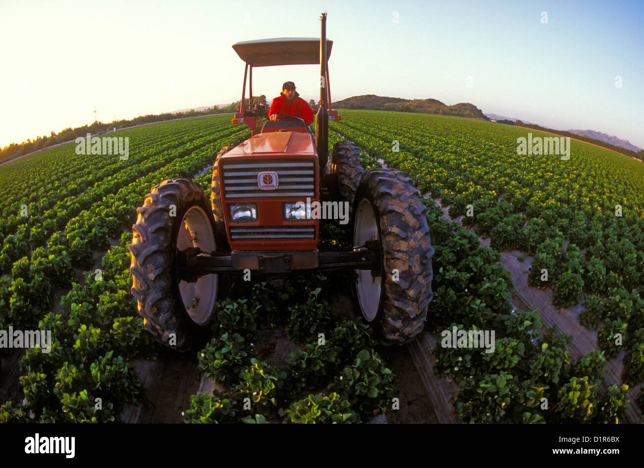 tractor harvesting strawberries Stock Photo - Alamy