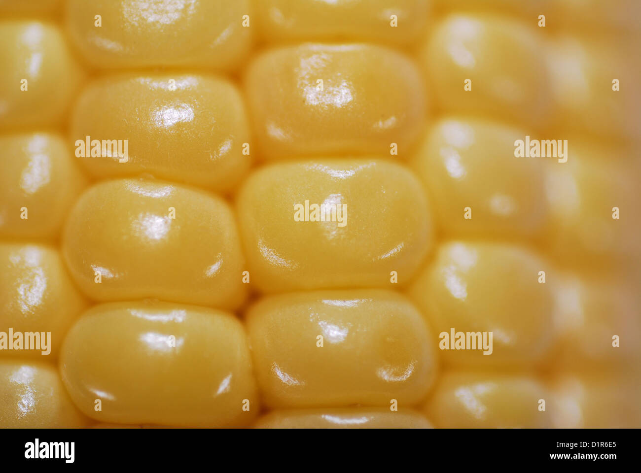 Fresh corn closeup Stock Photo - Alamy