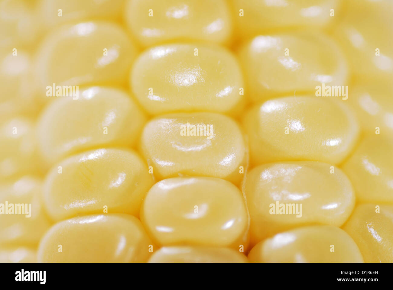 Fresh corn closeup Stock Photo - Alamy