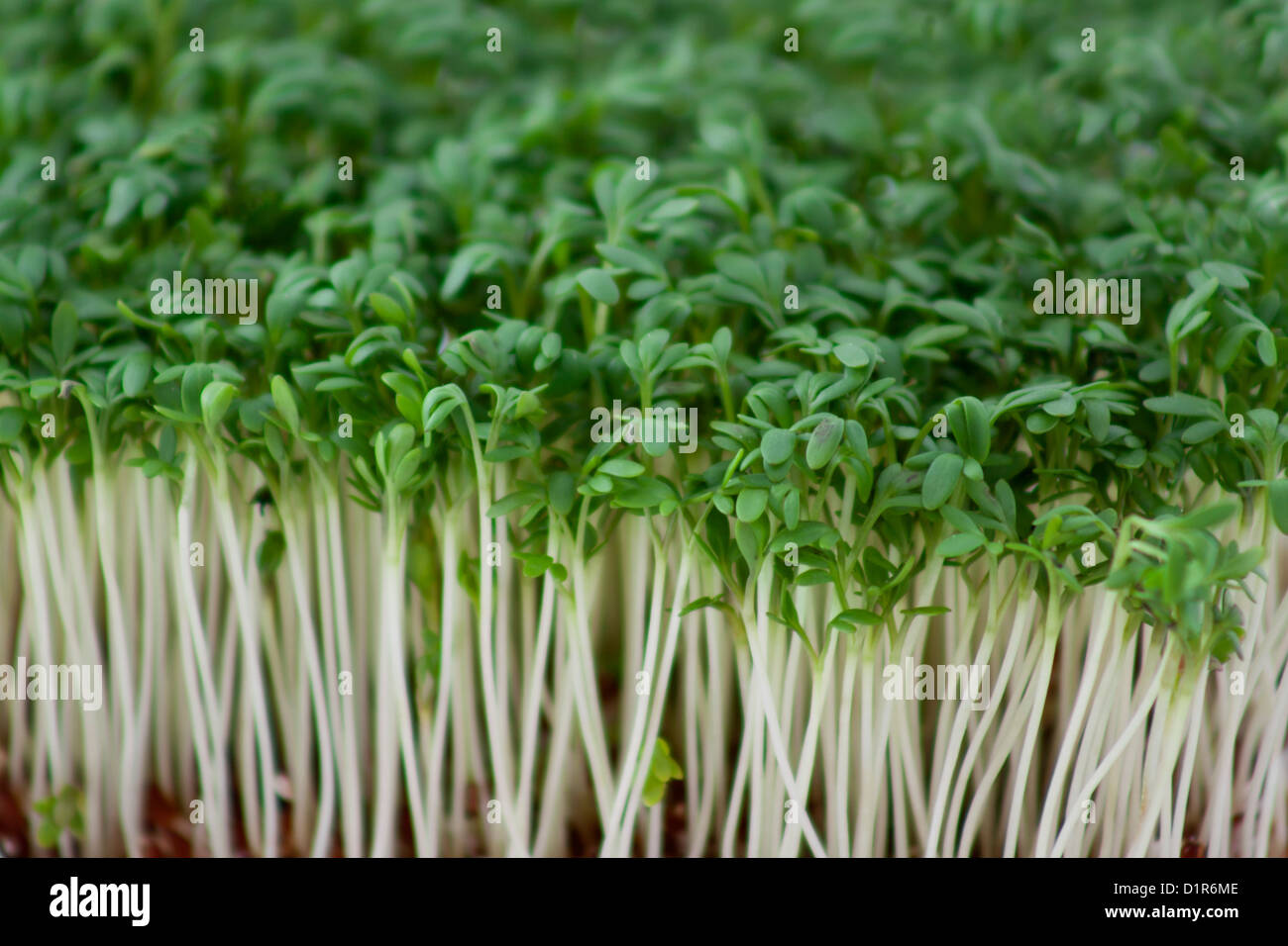 Cress leaves hi-res stock photography and images - Alamy