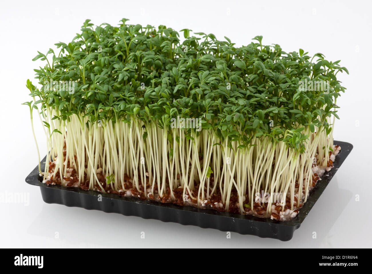 Horizontal shot of fresh cress in a black plastic box Stock Photo - Alamy