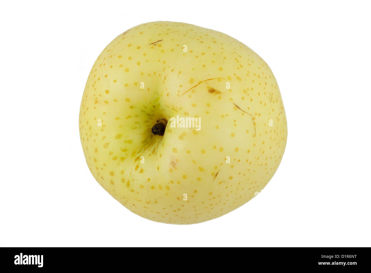 Isolated Peer on a white background Stock Photo - Alamy
