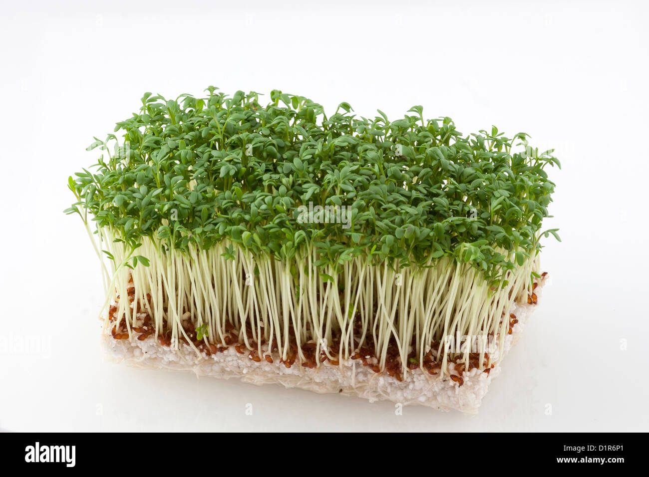 Rectangular cut of resh cress on white soil Stock Photo - Alamy