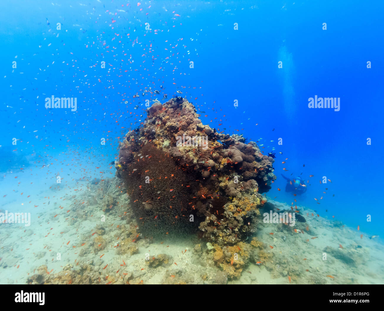 A SCUBA diver swims past a tropical fish covered coral pinnacle Stock ...