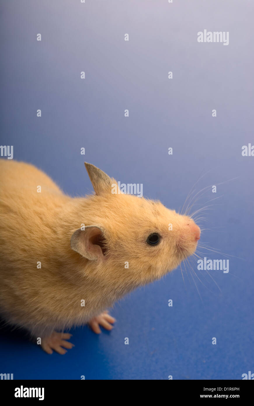 Yellow mouse isolated on blue with copy space Stock Photo - Alamy