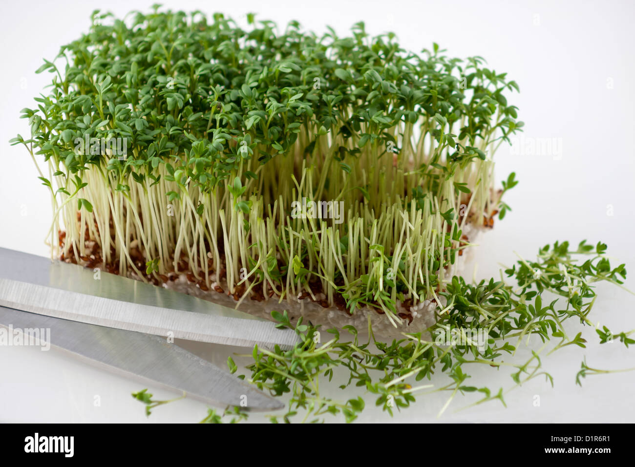 Fresh cress is cut with scissors Stock Photo - Alamy