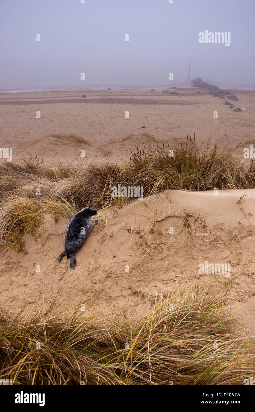 Winterton dunes hi-res stock photography and images - Alamy