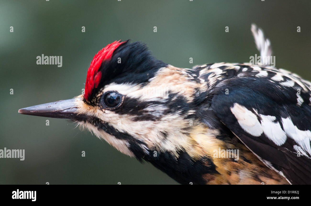 Yellow bellied sapsucker hi-res stock photography and images - Alamy