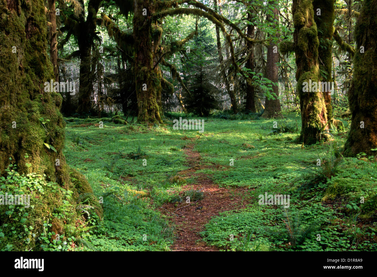 Hoh Rain Forest, Forks, Wa Stock Photo - Alamy