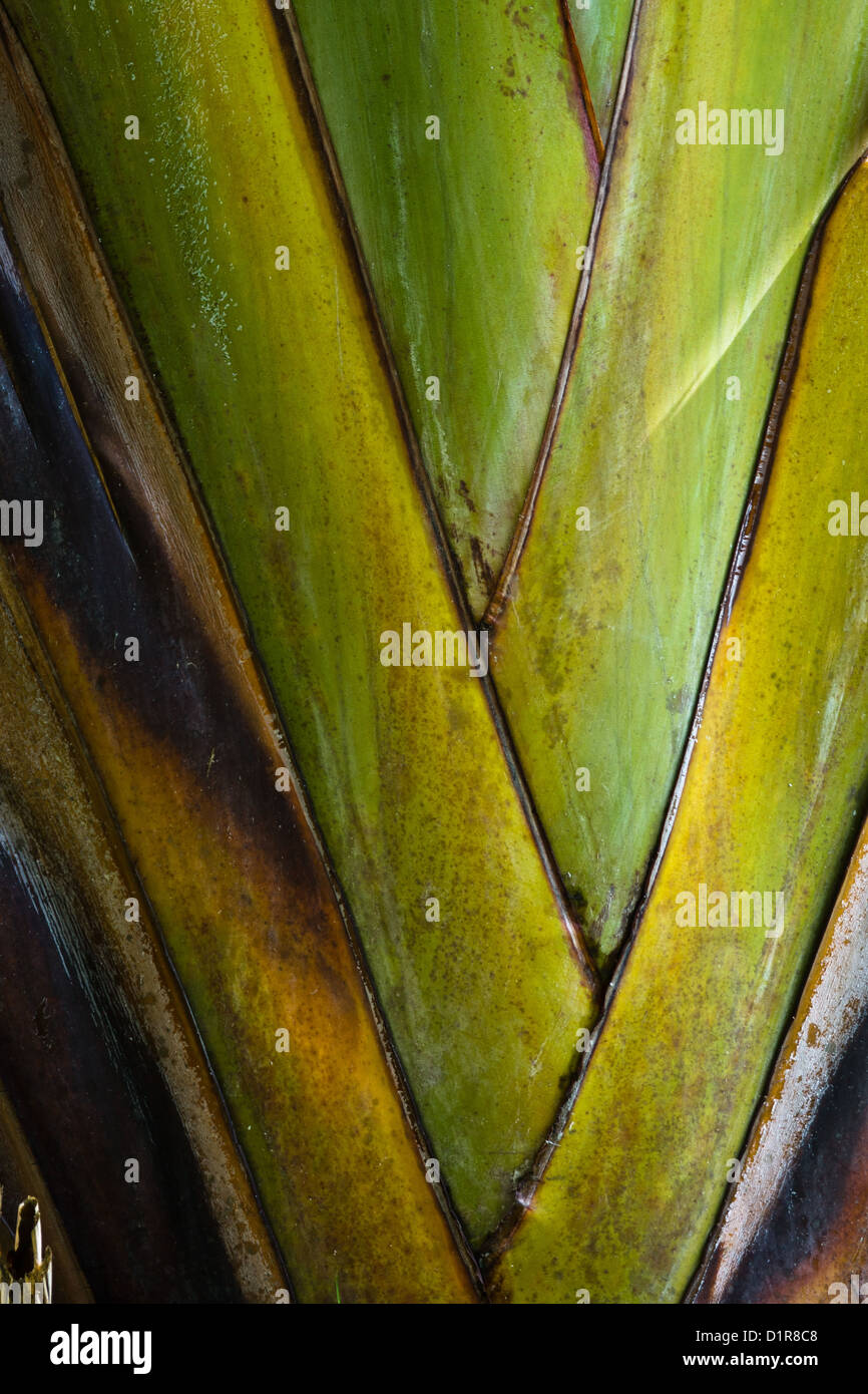 Leave Close Up High Resolution Stock Photography and Images - Alamy