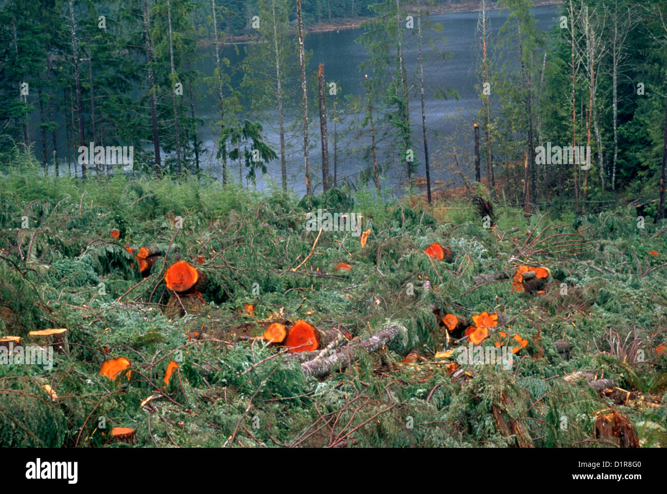 Clear cut hi-res stock photography and images - Alamy