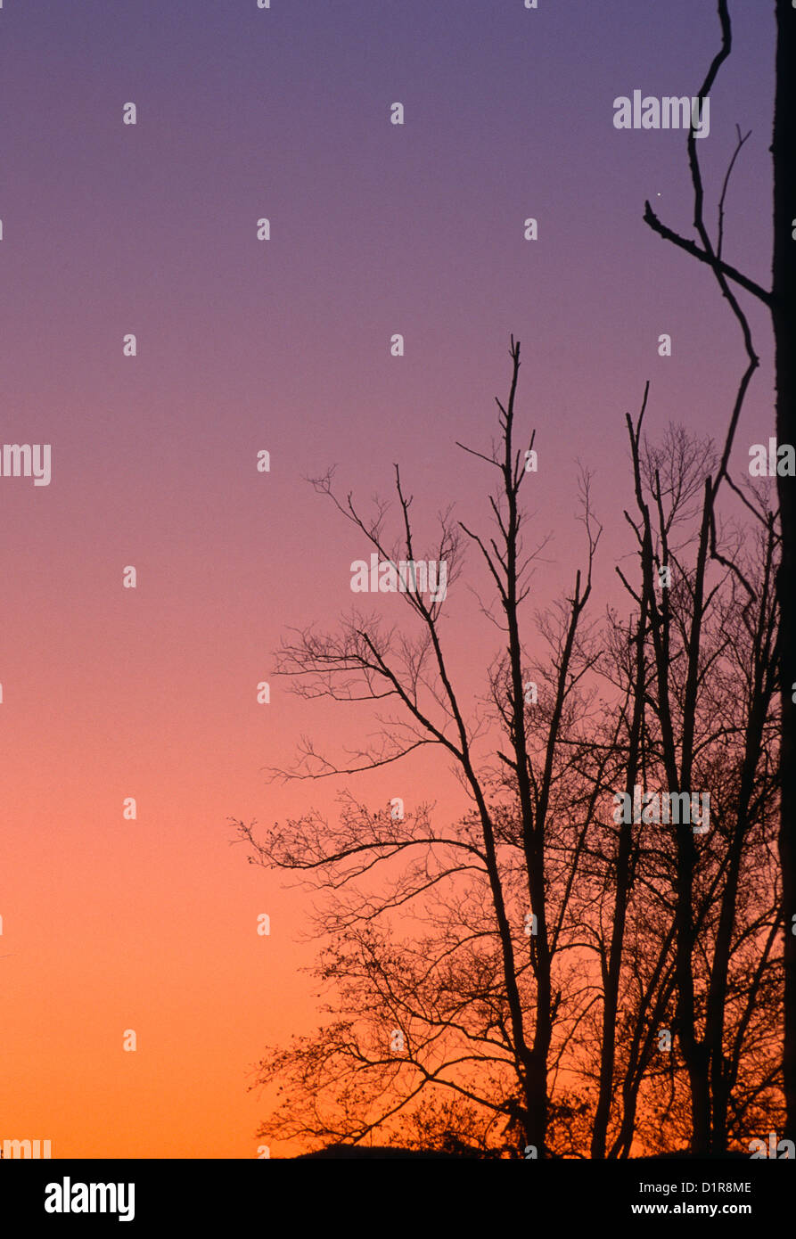 Sunset and Trees Stock Photo - Alamy