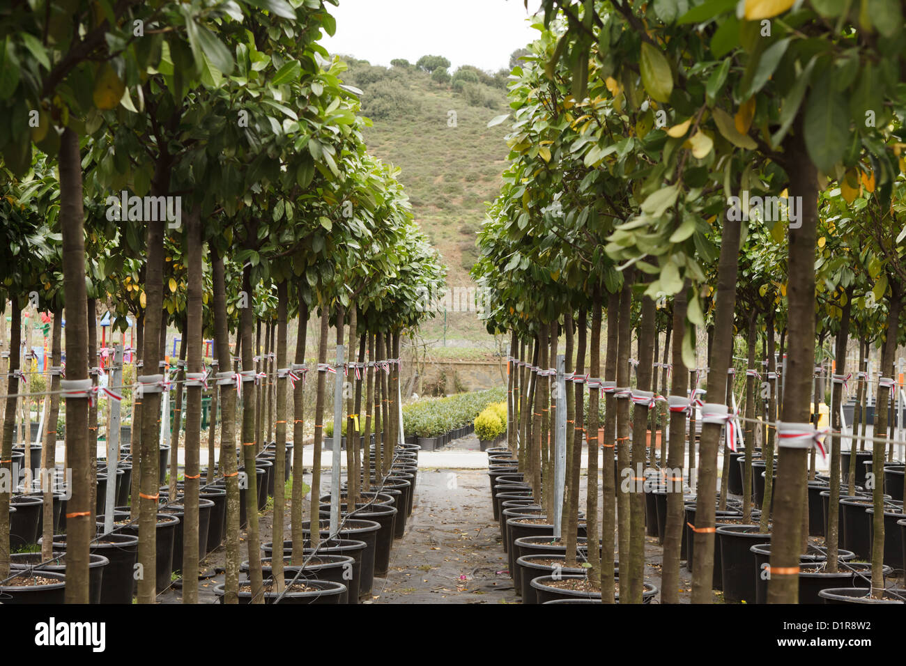 Nursery trees seedlings hi-res stock photography and images - Alamy