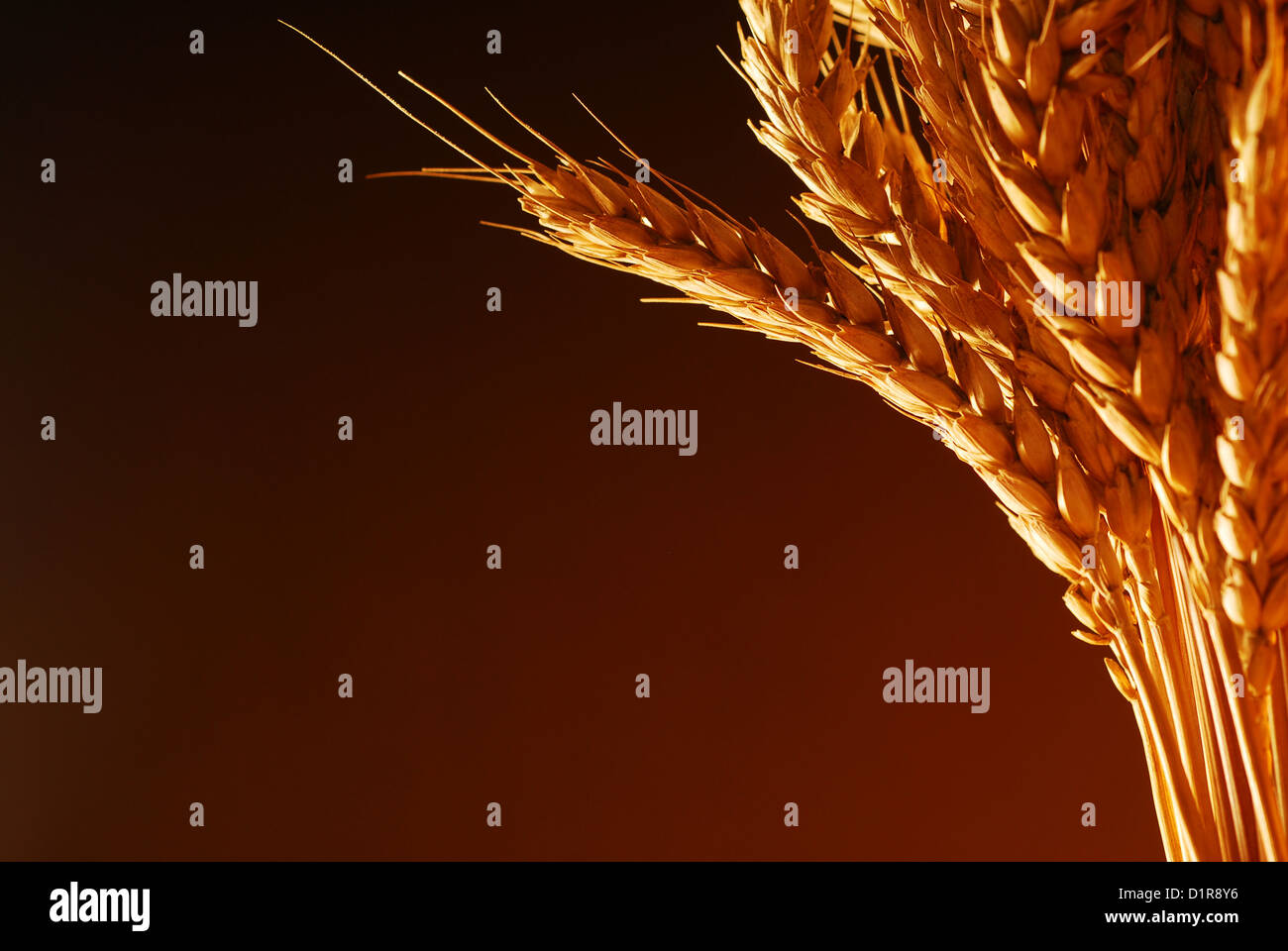 Wheat Crop Bundle Stock Photos & Wheat Crop Bundle Stock Images - Alamy