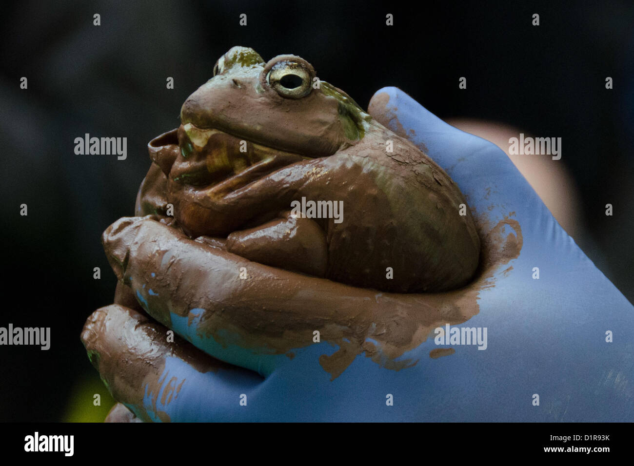 LONDON, UNITED KINGDOM. 3 JANUARY 2013. A Bull Frog is held during ZSL ...
