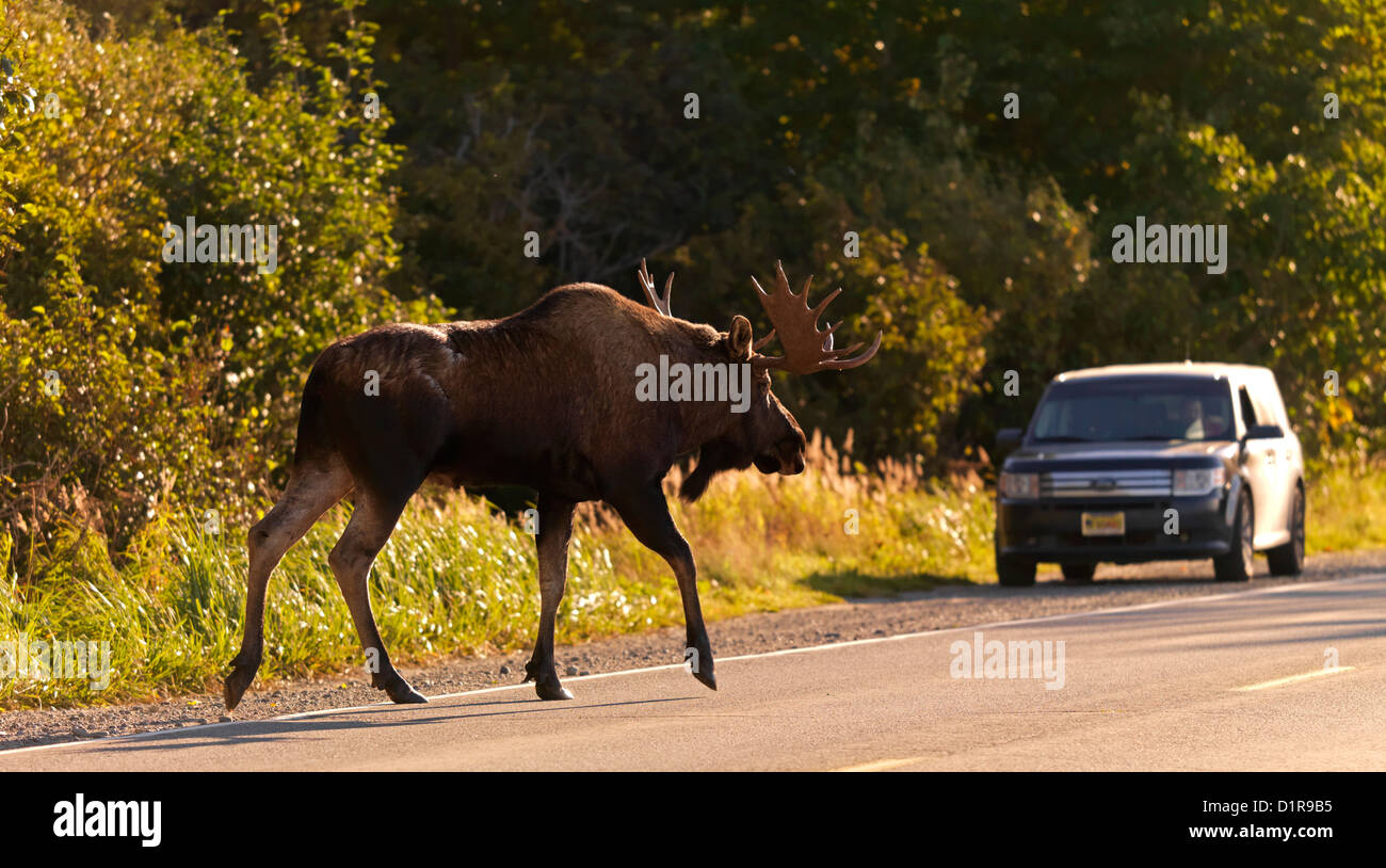 Anchorage moose crossing hi-res stock photography and images - Alamy
