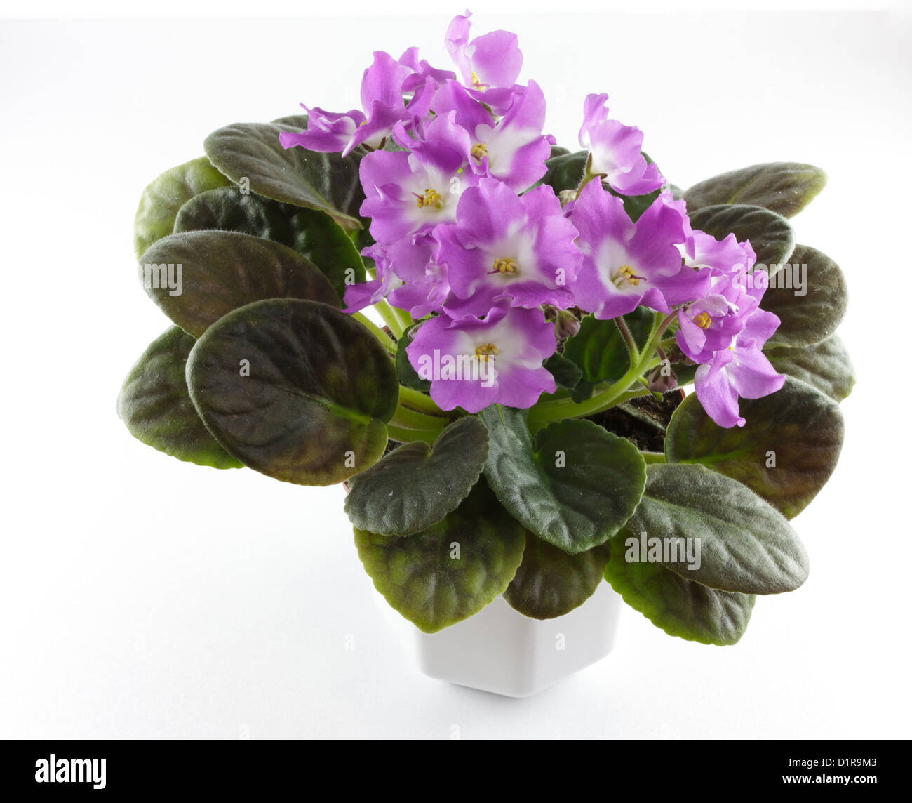 Violets in flower pots Stock Photo - Alamy