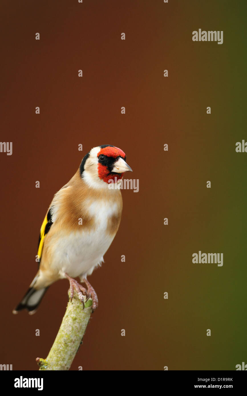 Colorful goldfinch hi-res stock photography and images - Alamy