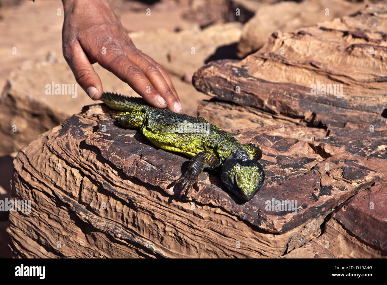 Morocco, Ain Saoun, Female Iguana Stock Photo - Alamy