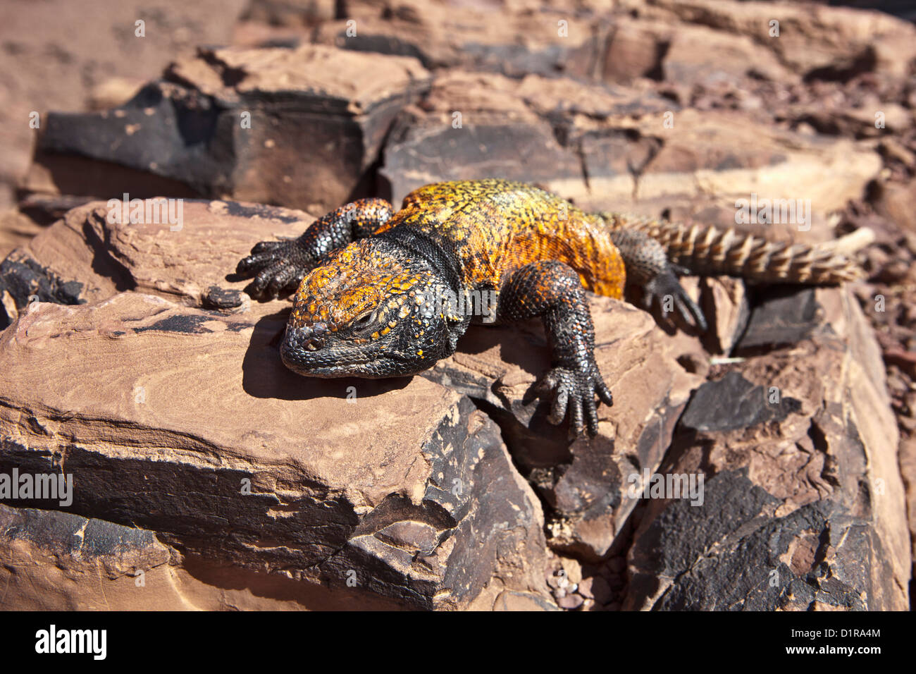 Morocco, Ain Saoun, Female Iguana Stock Photo - Alamy