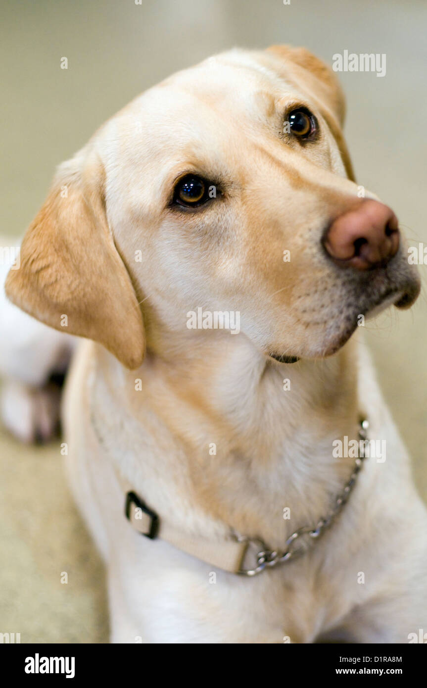 Portrait of a Labrador dog Stock Photo - Alamy
