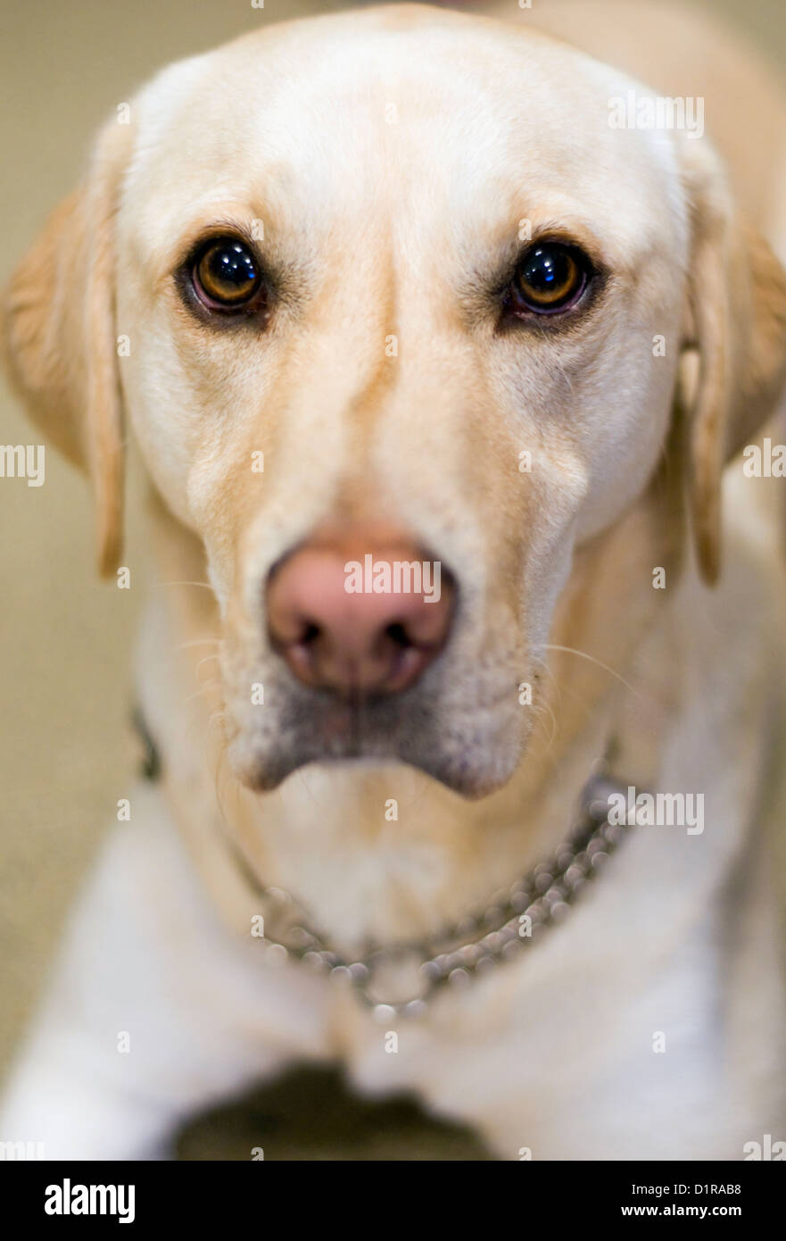 Labrador face hi-res stock photography and images - Alamy