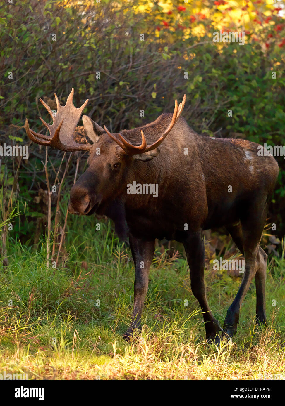 Alaska Moose Photos High Resolution Stock Photography and Images - Alamy