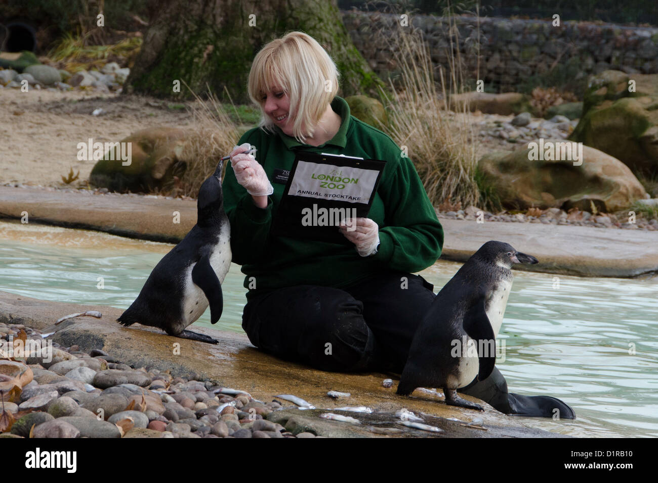 London zoo keeper hi-res stock photography and images - Alamy