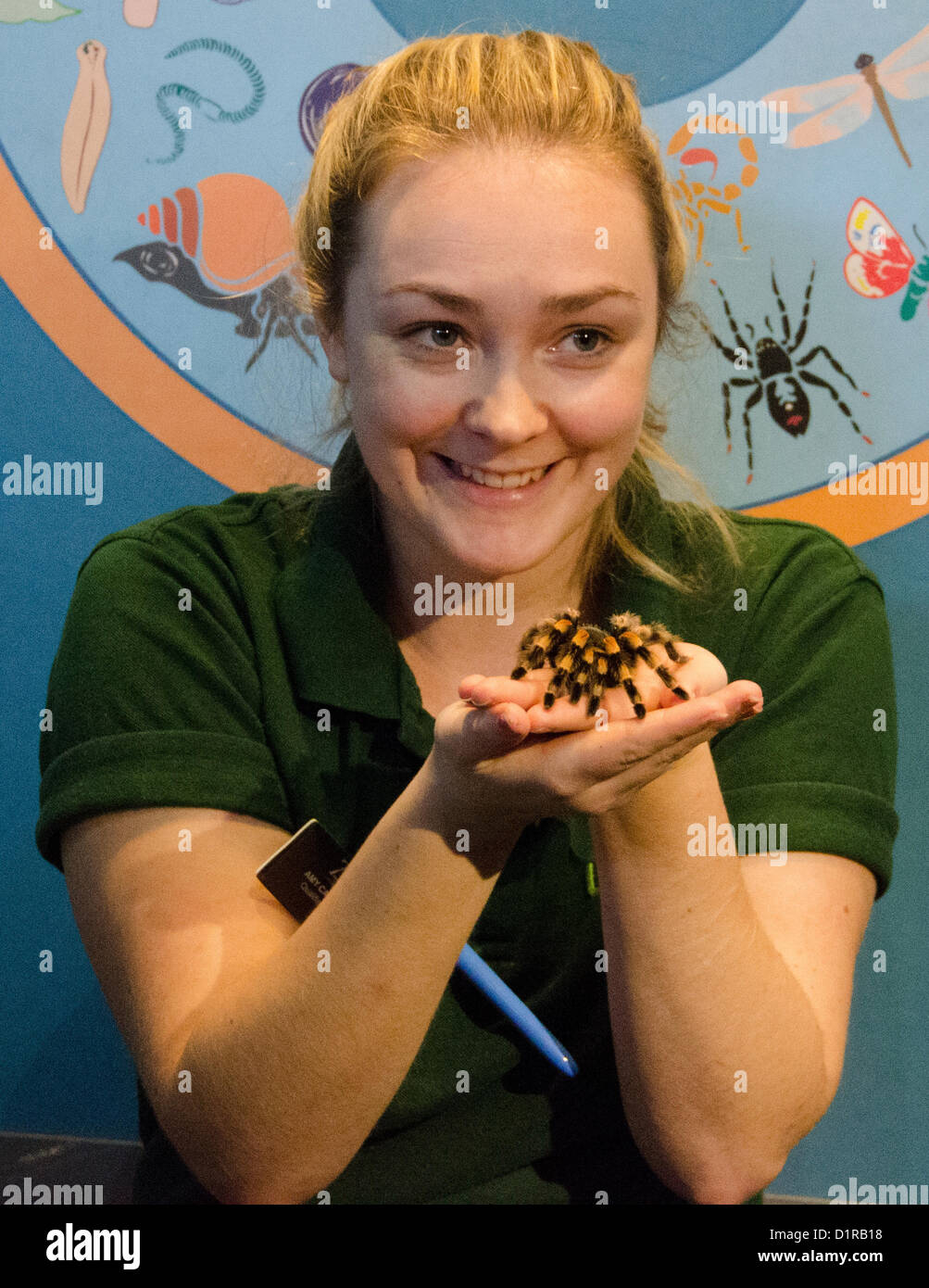 LONDON, UNITED KINGDOM. 3 JANUARY 2013. A Zoo Keeper holding a Red ...