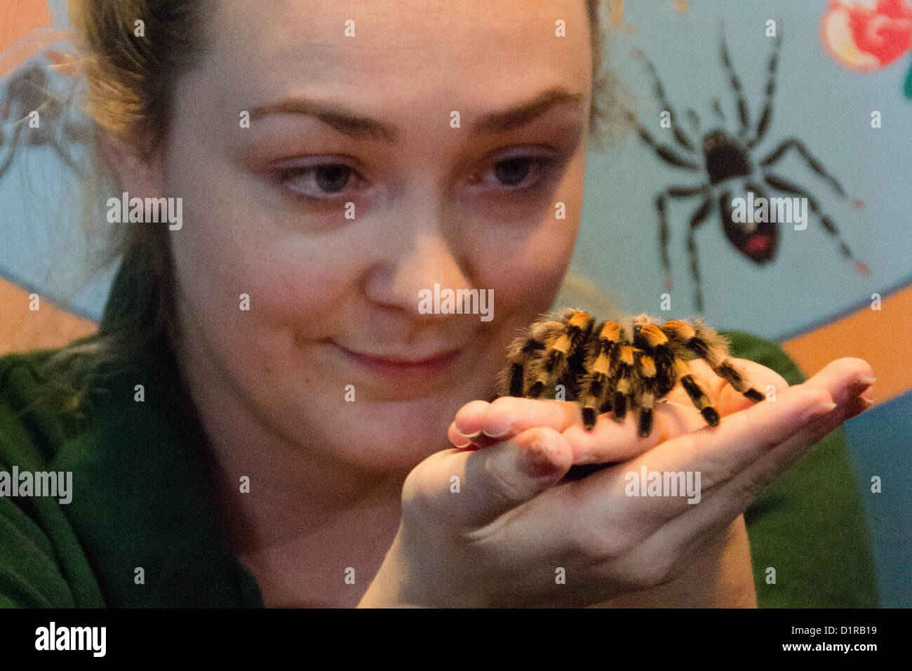 London zoo spider hi-res stock photography and images - Alamy