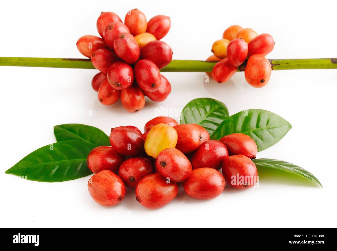 Ripe Coffee Beans High Resolution Stock Photography and Images - Alamy