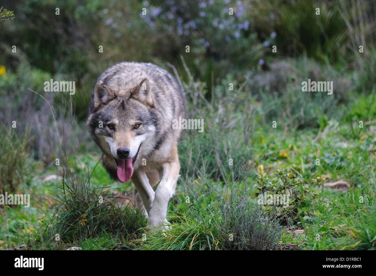Gray wolf walking Stock Photo - Alamy
