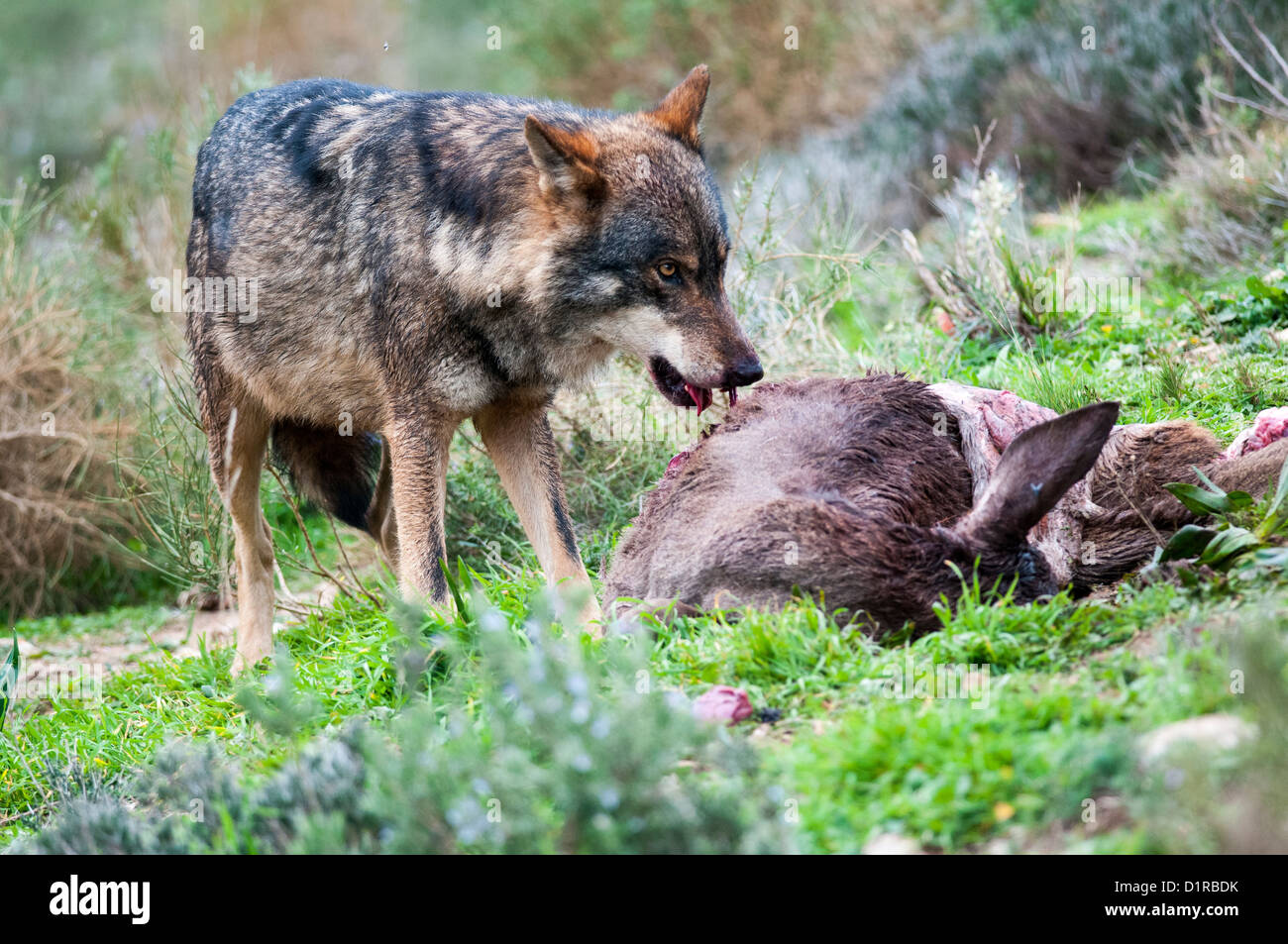 Red Wolf Eating Deer