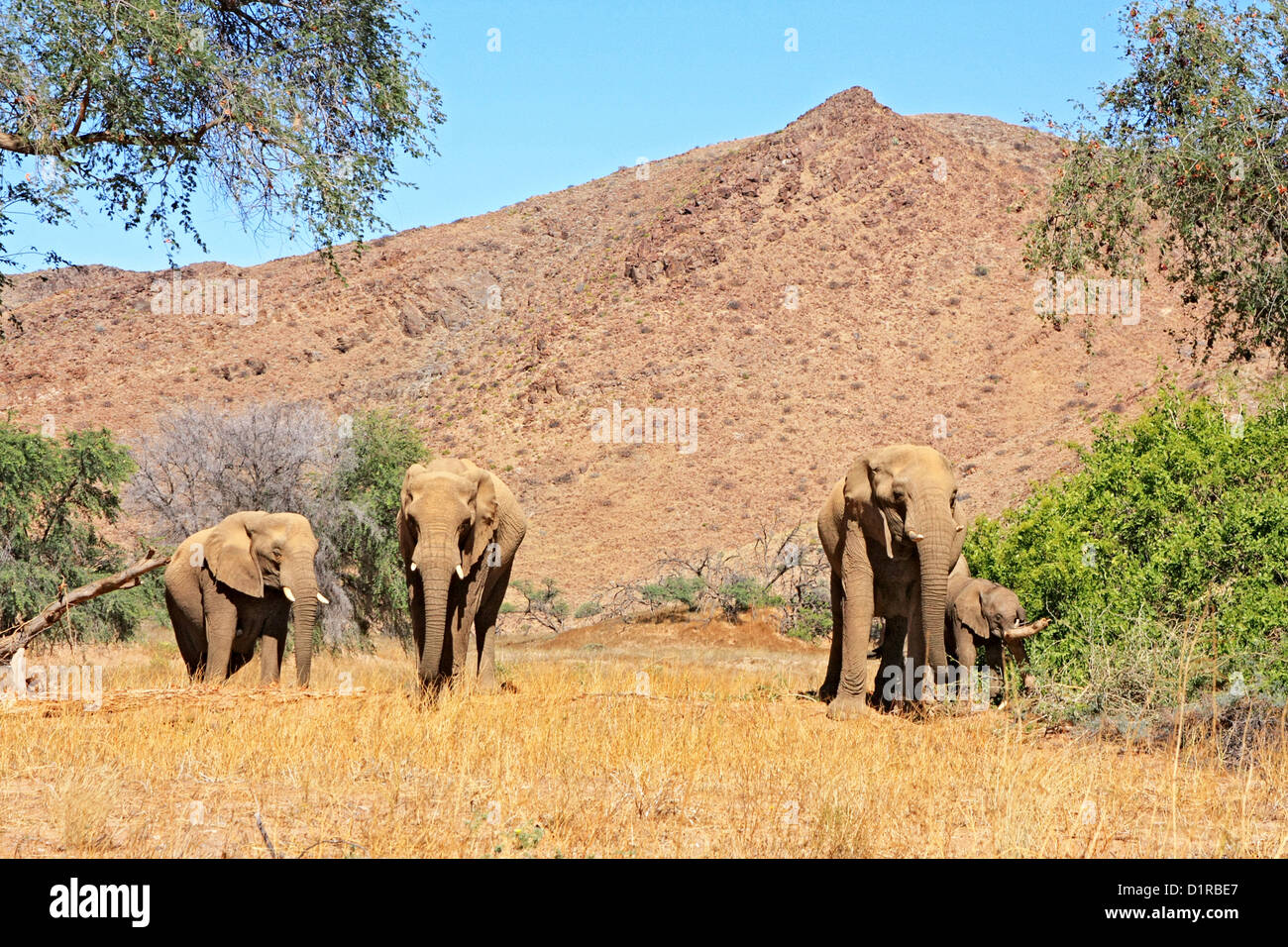 Desert elephants in Damaraland, Namibia Stock Photo - Alamy