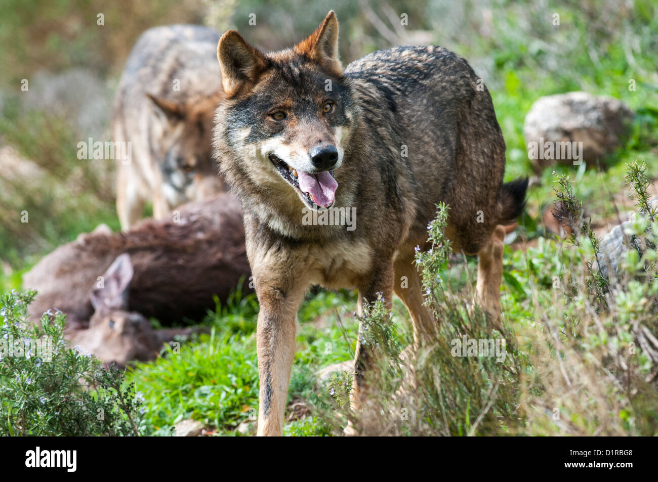 Iberian wolf in the country Stock Photo - Alamy