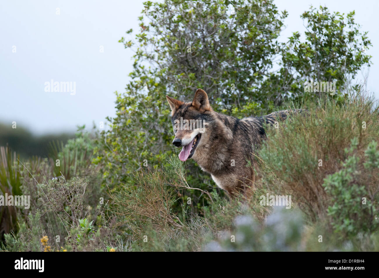 Iberian wolf portrait in the country Stock Photo - Alamy