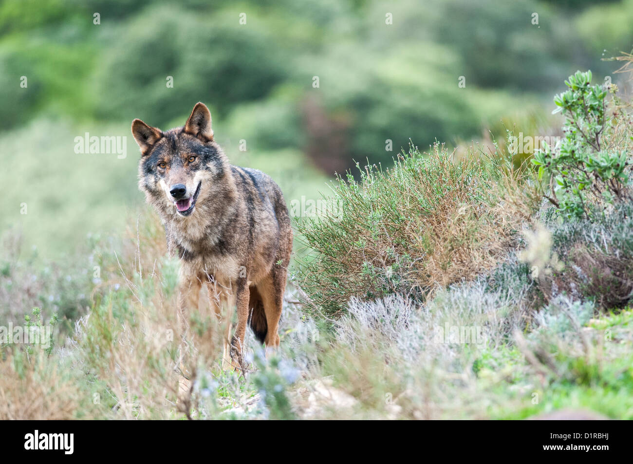 Iberian Wolf portrait (Canis lupus signatus Stock Photo - Alamy
