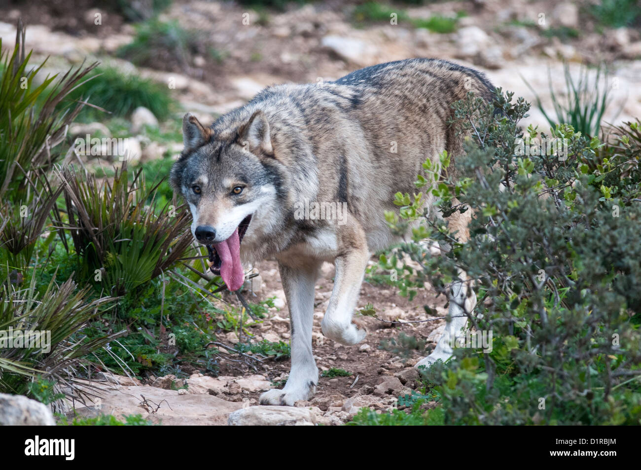 Gary wolf walking with his mouth open Stock Photo - Alamy