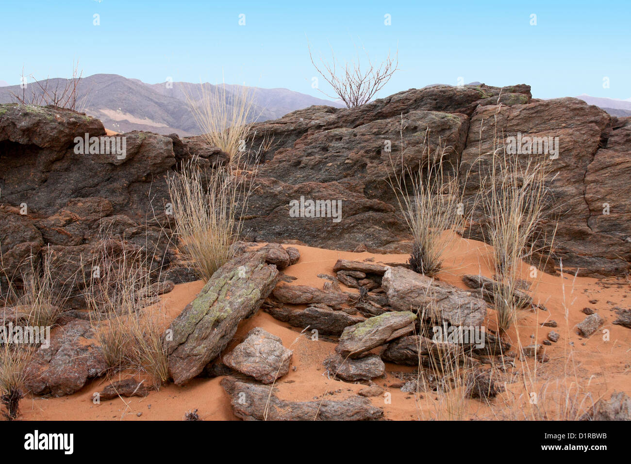 Springbok tracks hi-res stock photography and images - Alamy
